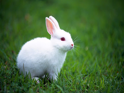 Rabit