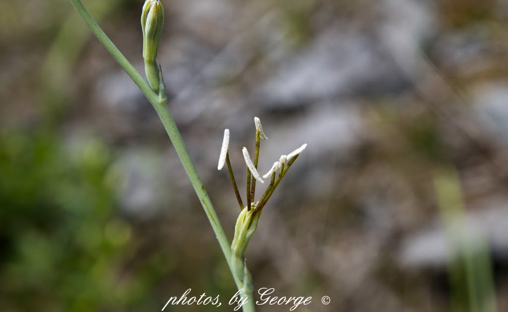 "What's Blooming Now" : False Aloe (Manfreda virginica)