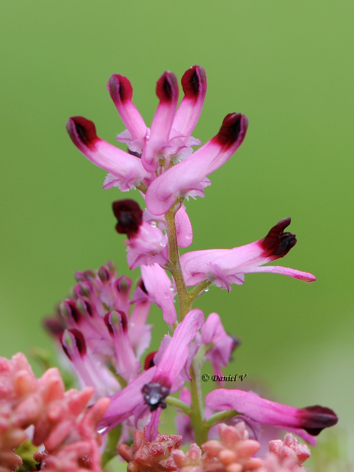 Macrophoto plaisir passion: Fumeterre officinale, fumaria officinalis