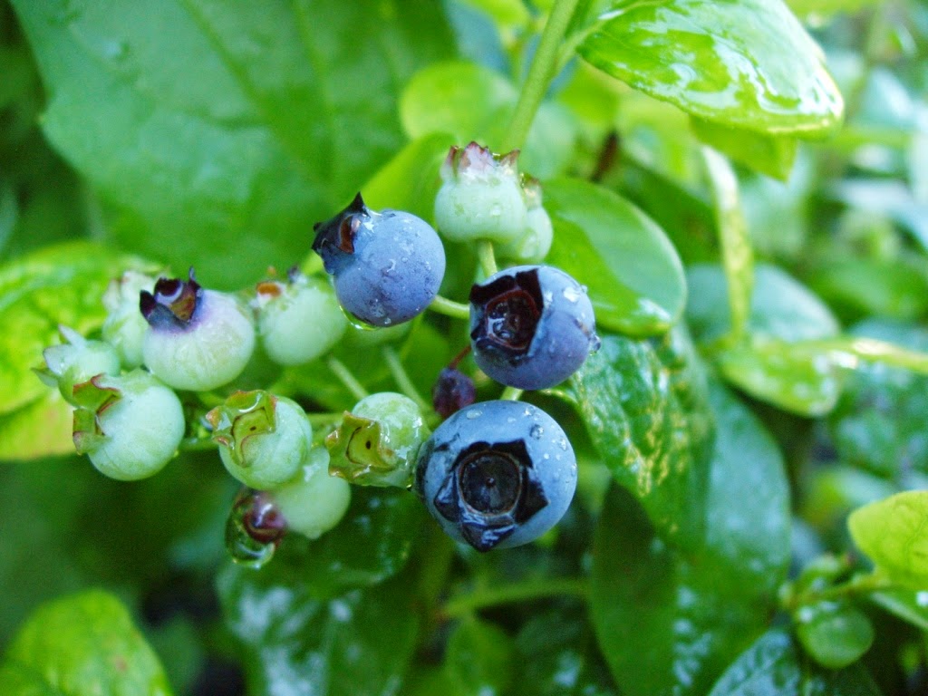 Grow Your Own! Backyard Garden Tips : Stages of the Blueberry in ...