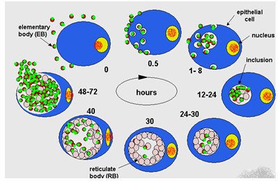 Lifecycle of Chlamydia : Animation Video - MedchromeTube