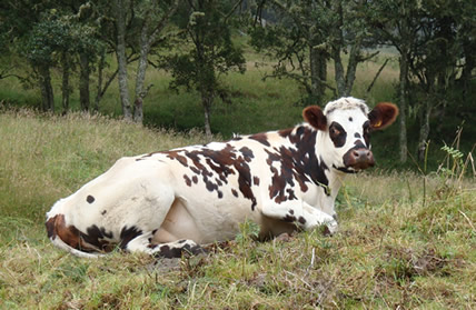 BOVINOS: GANADO NORMANDO