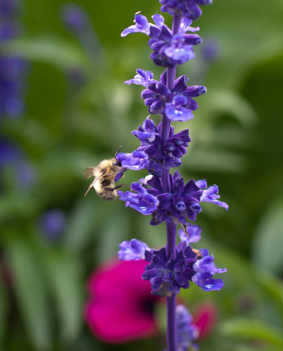 "We do it the Hard Way": Point Defiance Flowers