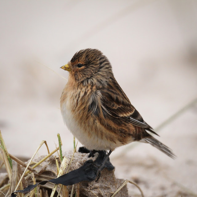 TrogTrogBlog: Bird of the week - Twite