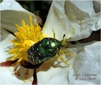 Biodiversidad Costa Granadina y ... (Fauna): Escarabajo verde metálico ...
