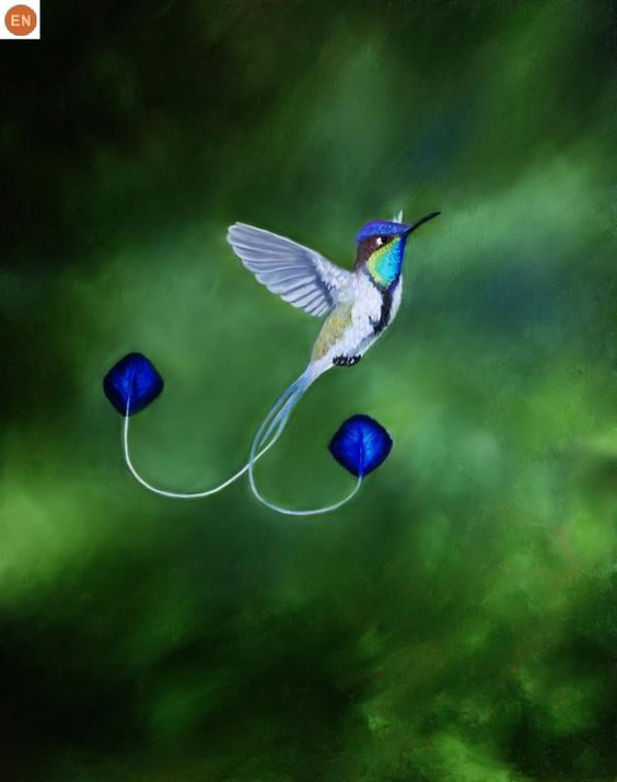 New Cultura, VEDEC: A lenda Maia do beija-flor. The Mayan legend of the ...