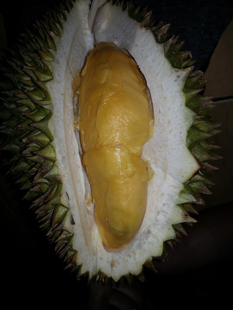 MY ALL: durian udang merah & durian tembaga