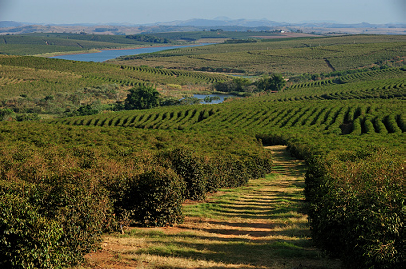 .: Exhibition on Cerrado Mineiro, at the Regional Museum of São João ...