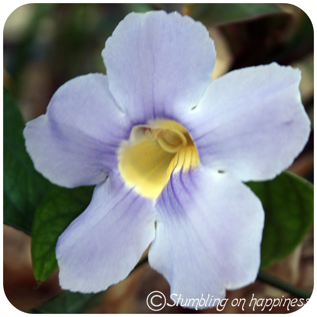 .: the expat files :.: Jamaica - Beautiful Flowers