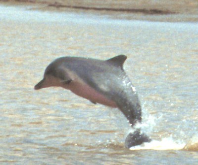 Amigo Verdadeiro: A lenda do boto