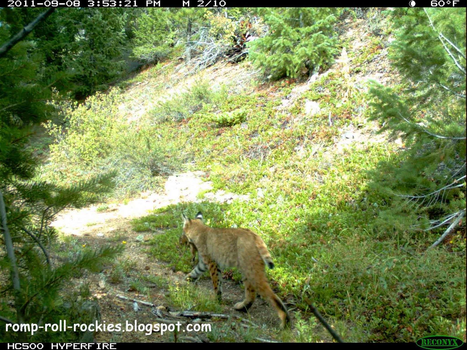 Romping and Rolling in the Rockies: Wild Cat Saturday
