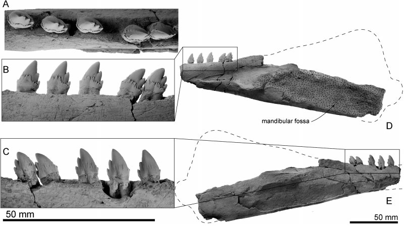 The Coastal Paleontologist: 2015 in review: Advances in marine mammal ...