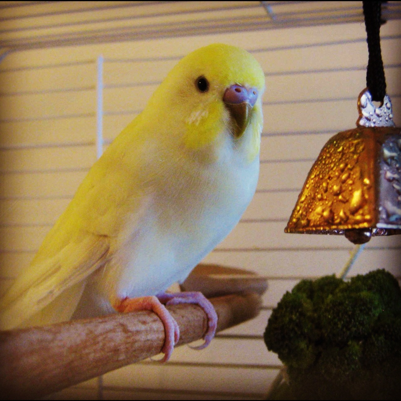 Budgies are Awesome: Budgie of the Month: Budgerigar the Yellow ("Budge")