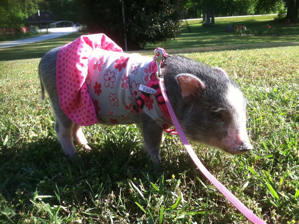 My Shadows Are Greater Than Me: Meet Our New Pet, Fancy