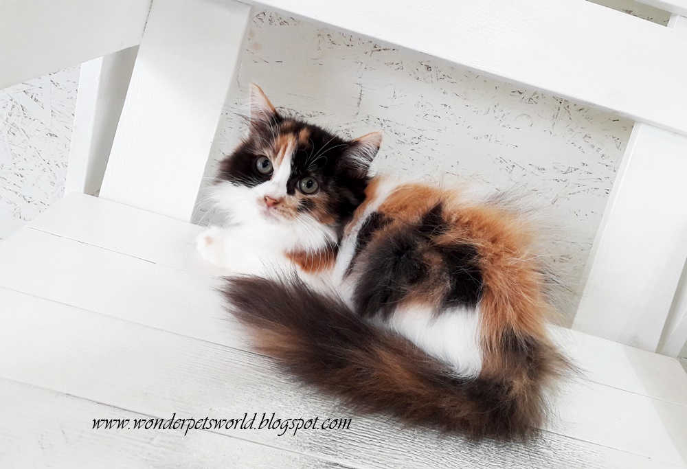 WONDERPET PLANET: CALICO DLH KITTEN - SOLD