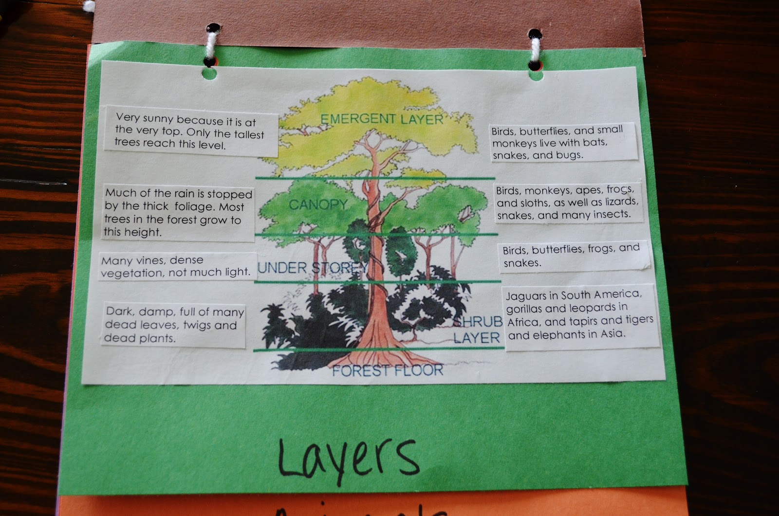 Learning 4 Fun!: Afternoon on the Amazon