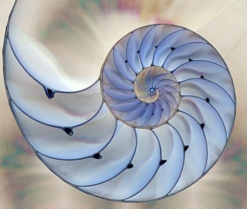 Pin by Marisha on Communication | Spirals in nature, Geometry in nature ...