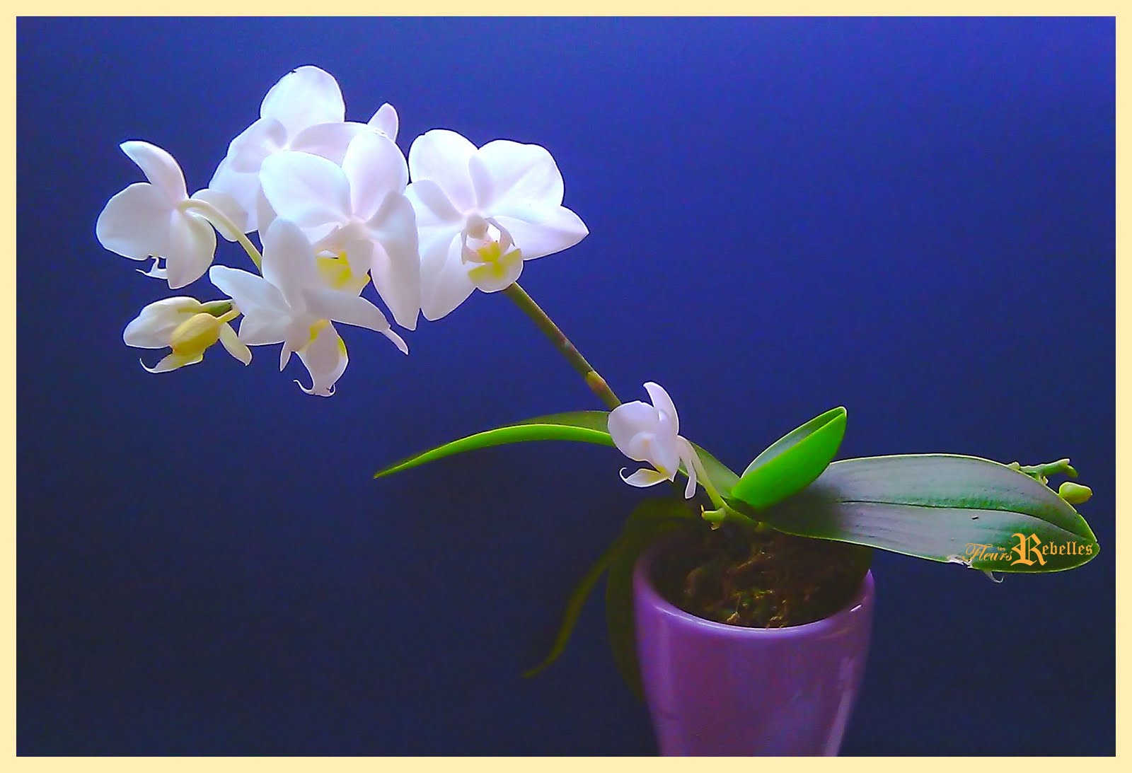 Phalaenopsis : quand la hampe florale pousse au milieu du coeur de l ...