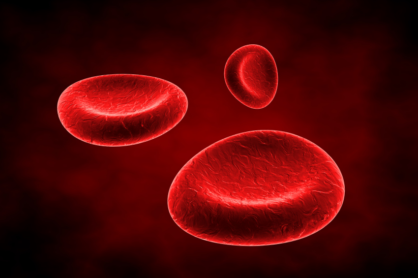 CIENCIAS DE LA VIDA: 2.3 NIveles de Organización