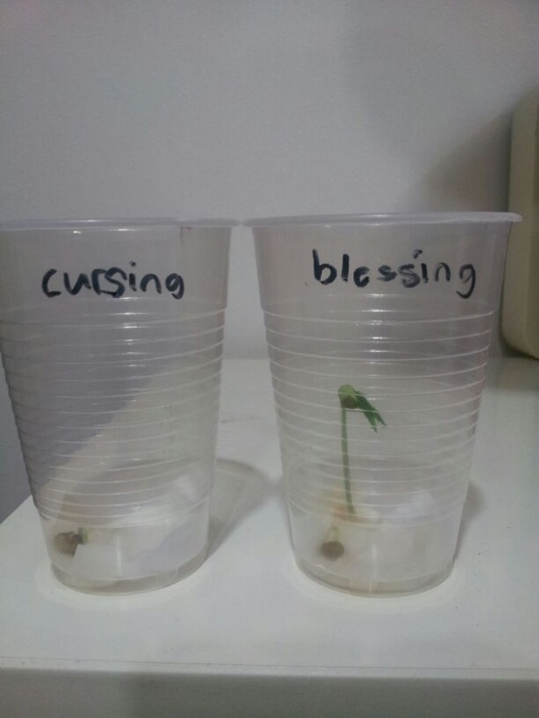 Avin Lee: Plant Experiment