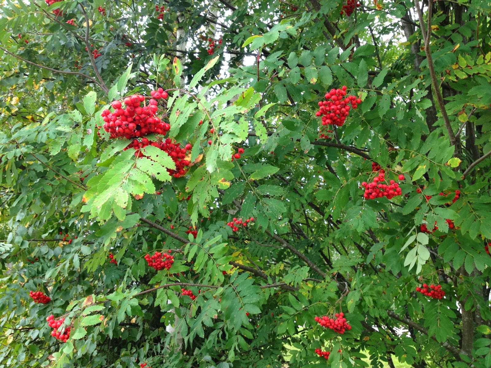 käSIGNtehtyä: Pihlajanmarja-askartelua