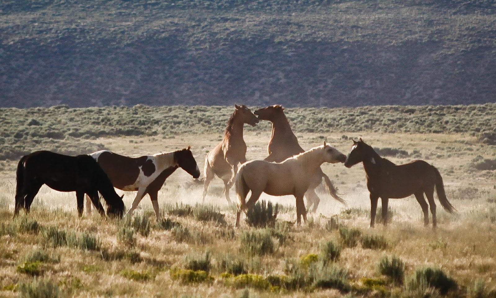 The Wild Mustang Chronicles: THE SOCIAL ORDER OF THE WILD MUSTANGS: THE ...