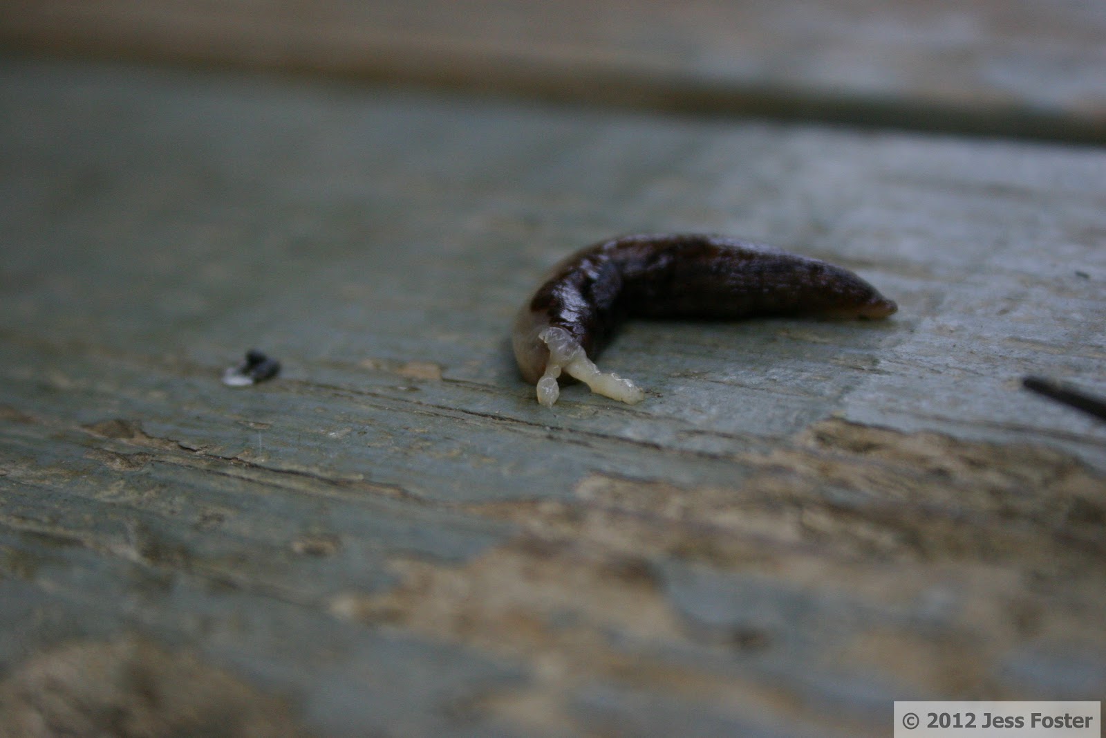 Sluggin' Along: Infected Slugs: Case #5