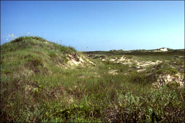 Bridget L's Blog: Coastal Plains