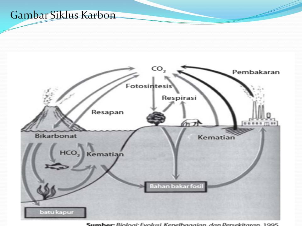 Tony Bani: SIKLUS BIOGEOKIMIA