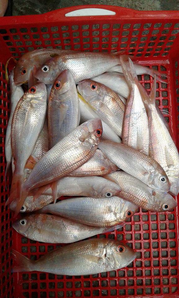 Cá Đổng - Hải Sản Phú Quý