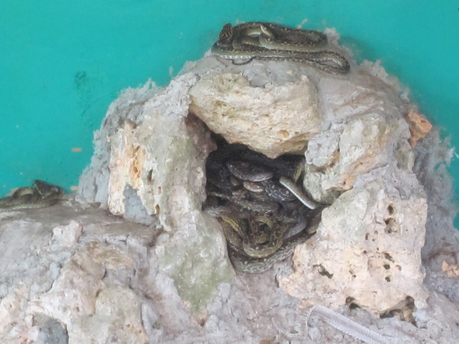 Enjoying Life With 4 Kids: Okinawa World- Habu Snake Museum