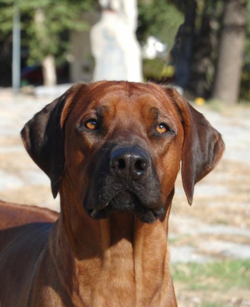Mascotas, perros y gatos, animales domésticos: Rhodesian Ridgeback