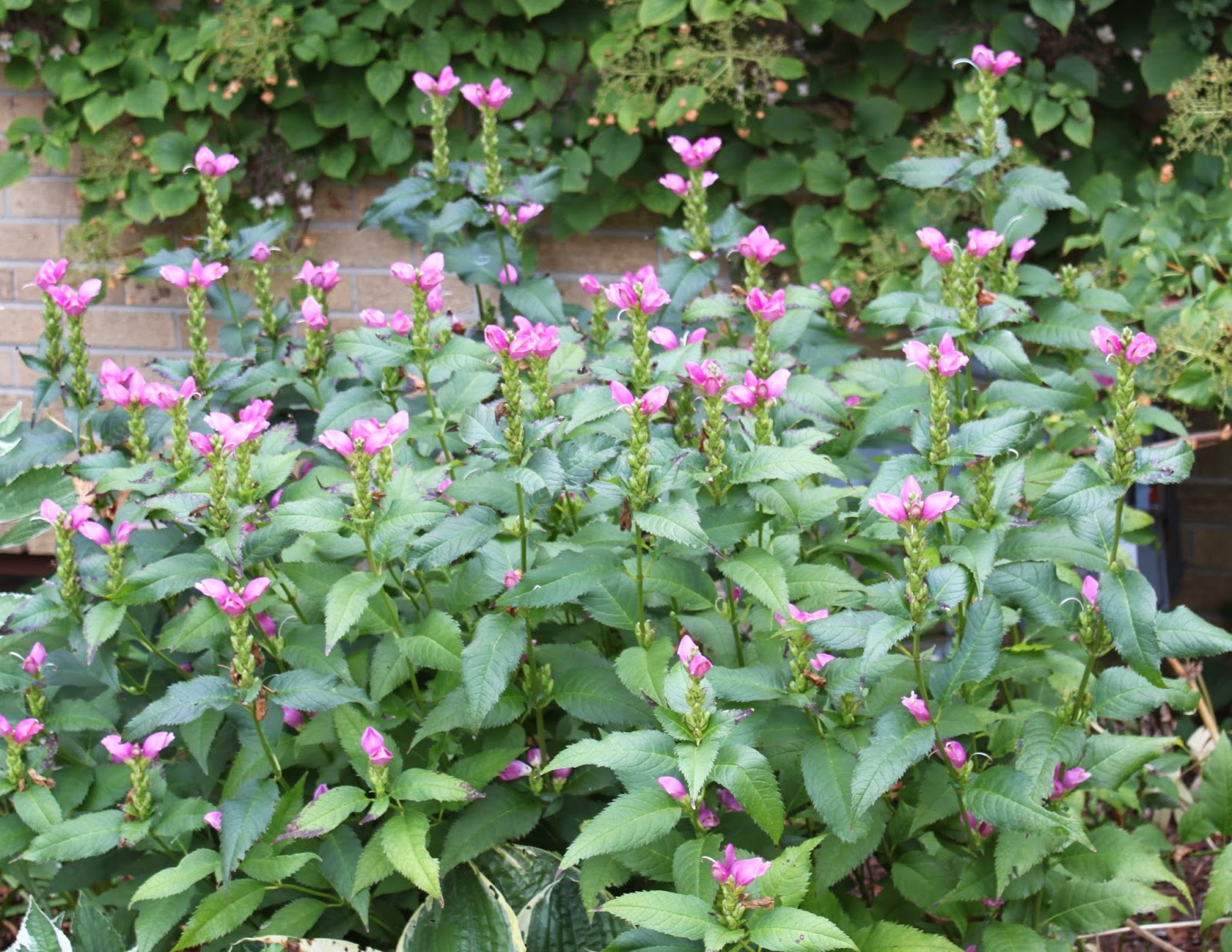 Confessions Of A Plant Geek: Turtleheads - Chelone