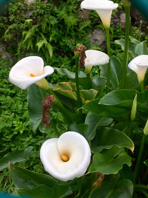 YangMingShan - Calla Lily Festival ~ My Life Abroad