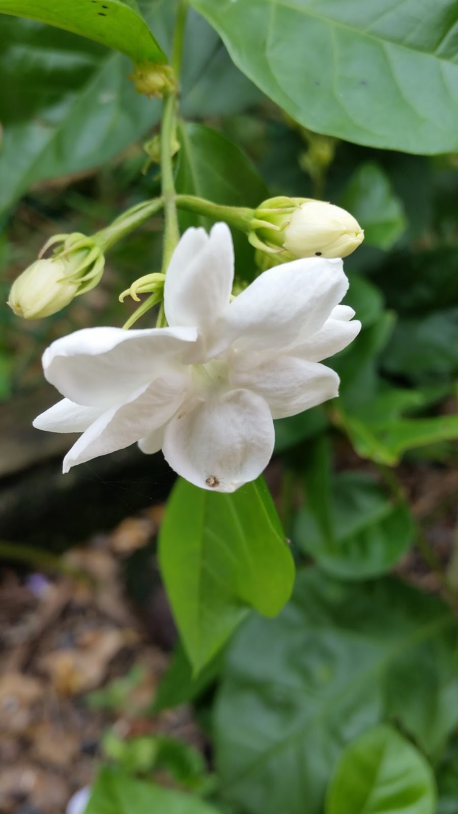 Warisan Petani: WW 83 : Bunga Melati Hybrid