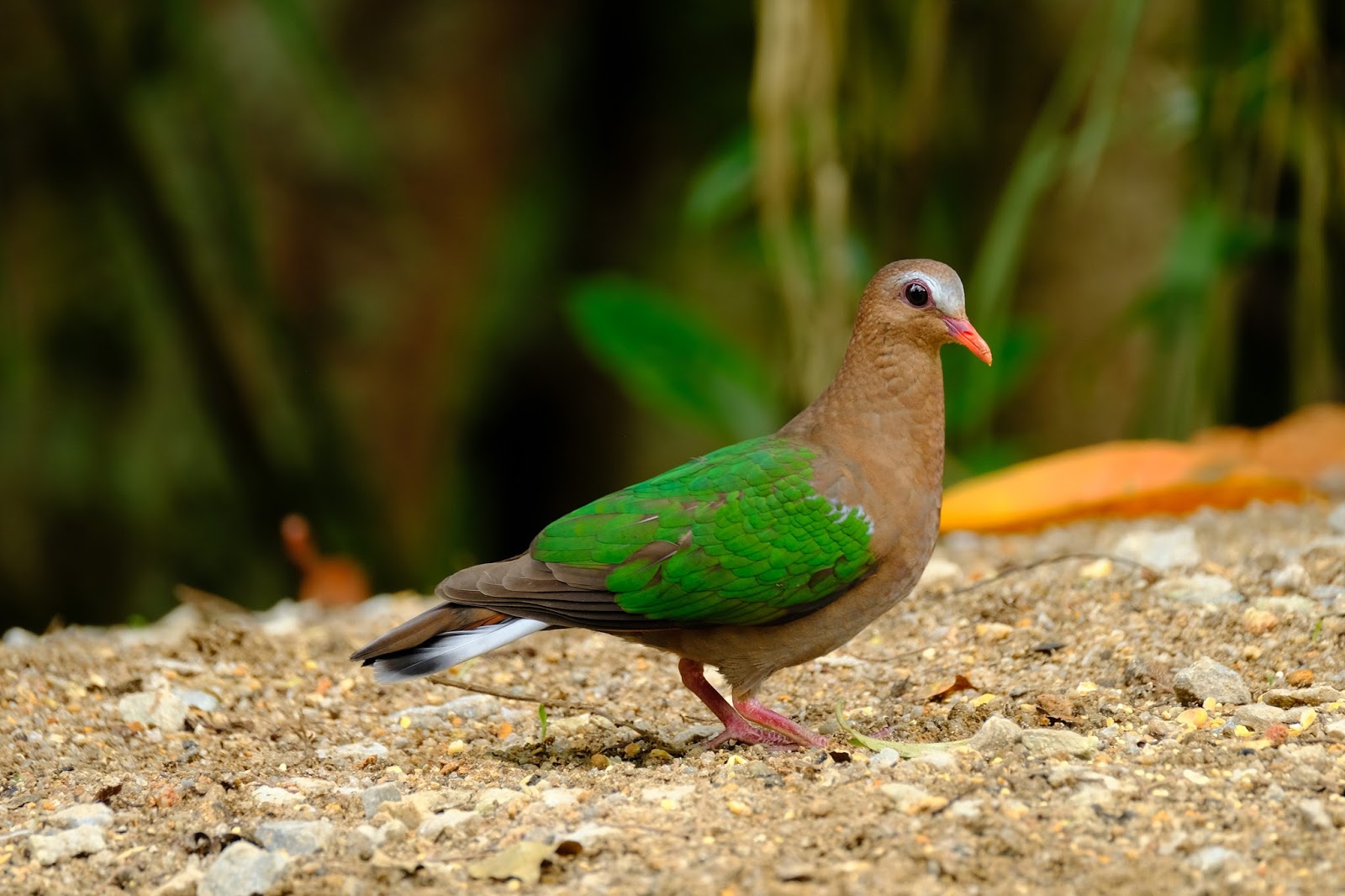 Mike is the name Birding is the game ( Birding in Malaysia - Malaysian ...