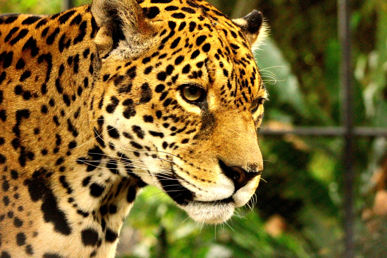 ZooSantaFe: Los felinos en las diversas culturas