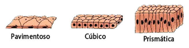 BioDNA: Histologia Animal