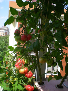 BALKONDA TOPRAKSIZ TARIM: Pembe Domates
