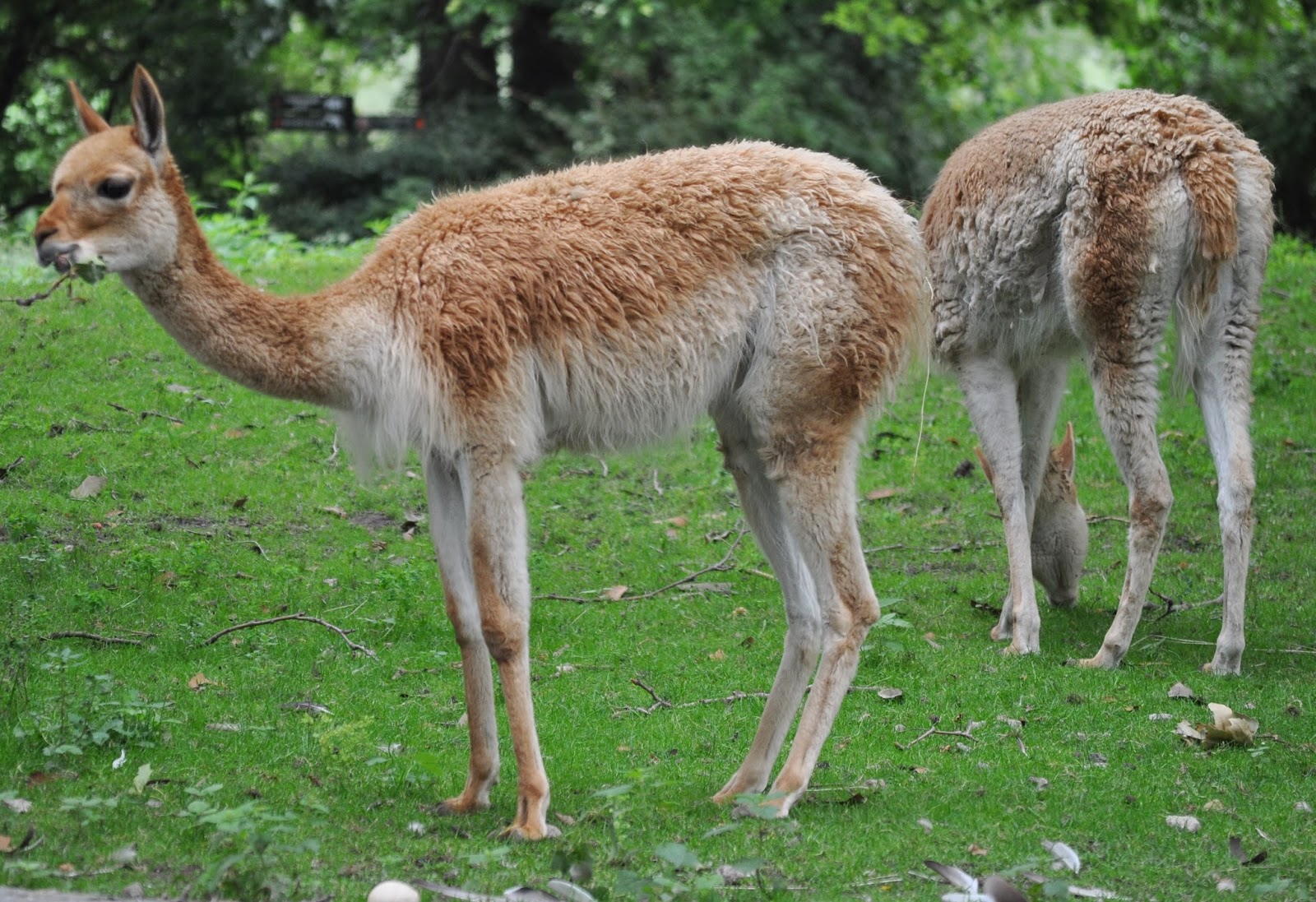 ZOOTOGRAFIANDO (MI COLECCIÓN DE FOTOS DE ANIMALES): VICUÑA / VICUNA (Vicugna vicugna)