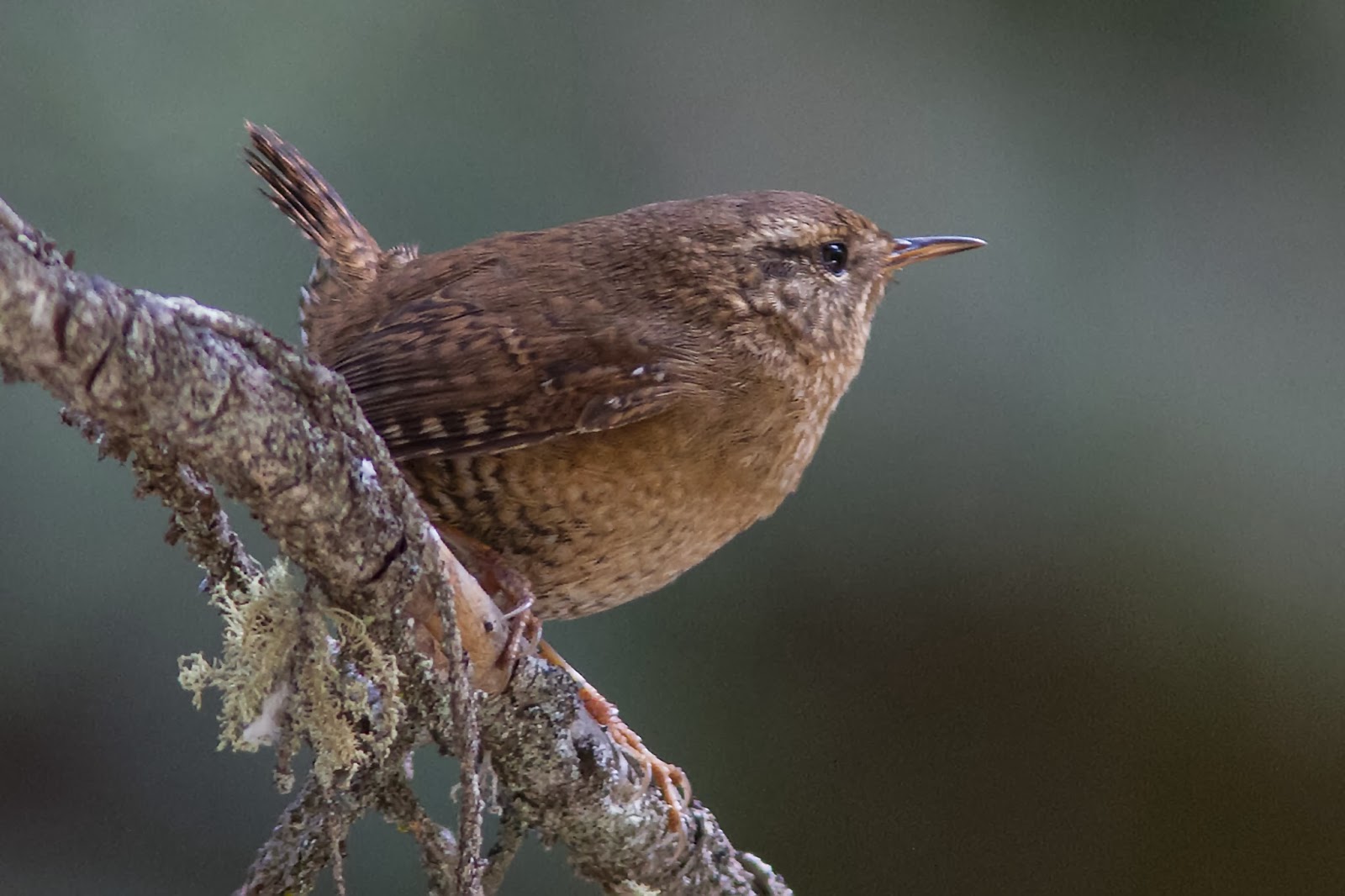 Fur and Feathers 5000: 2013 Year in Review