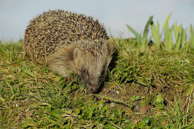 British Wildlife Centre ~ Keeper's Blog: Half Term Opening