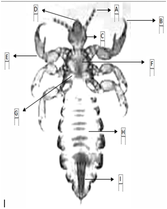 MAKALAH TENTANG KUTU | Analis Kesehatan