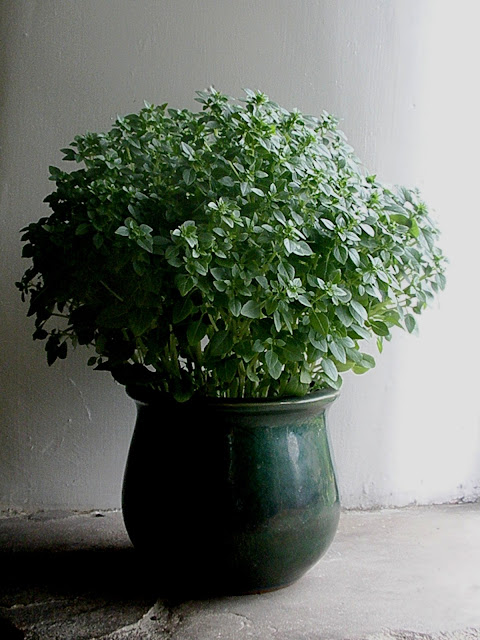 History, Lore and Magic of Basil