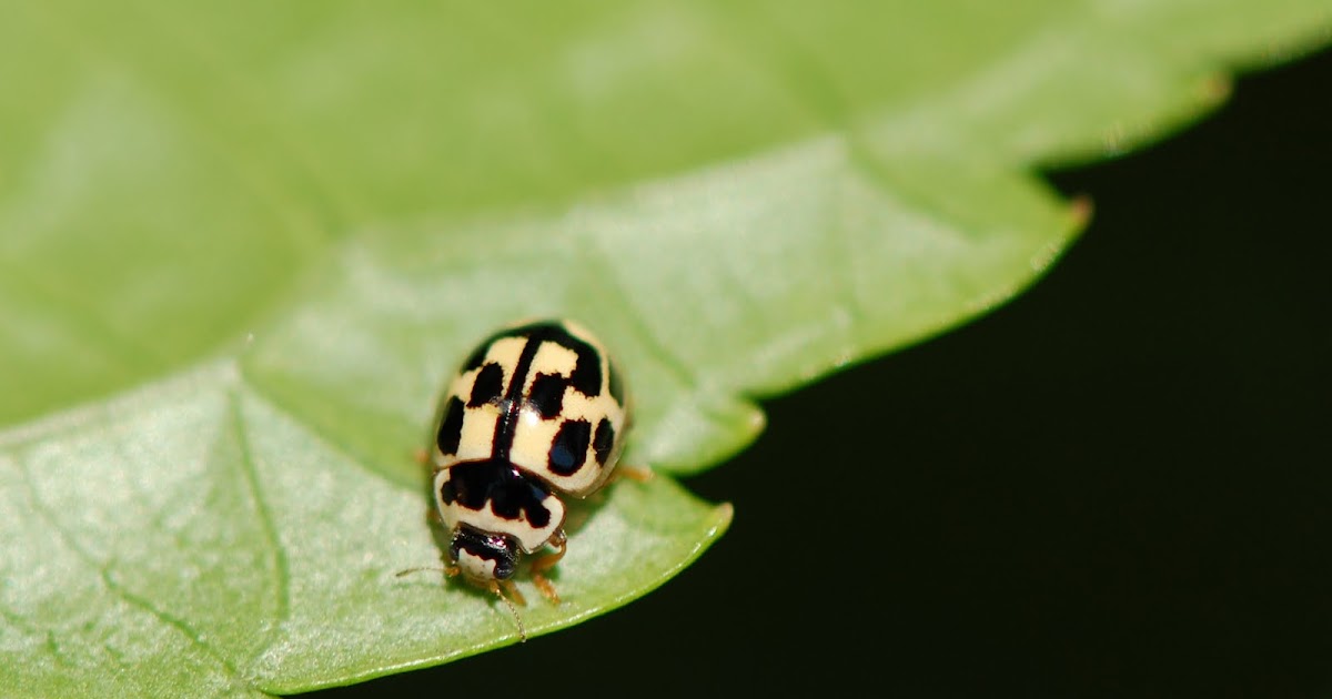 Urban Wildlife Guide: A Different Ladybug