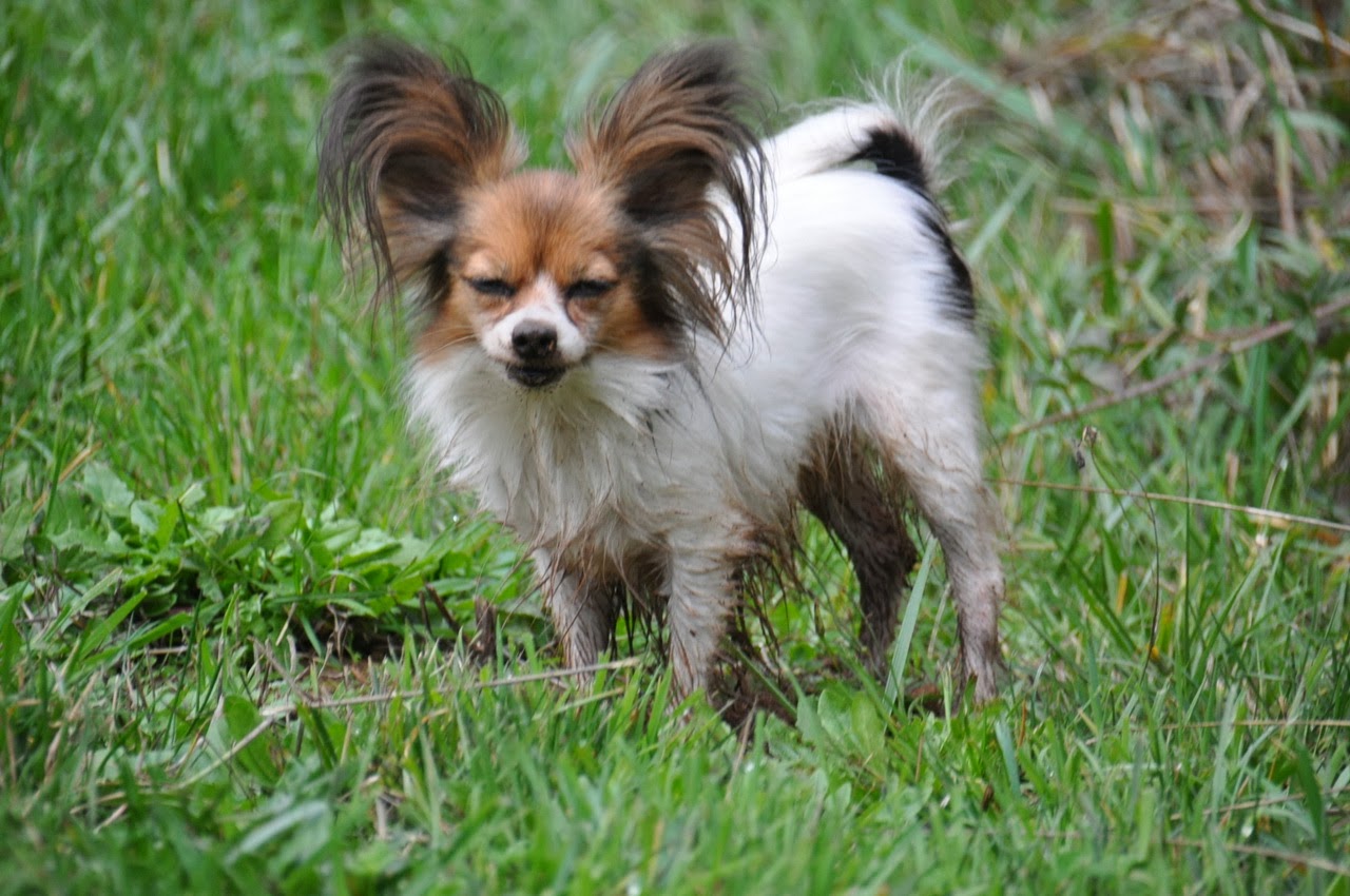 Road's End Papillons : Papillon Activities