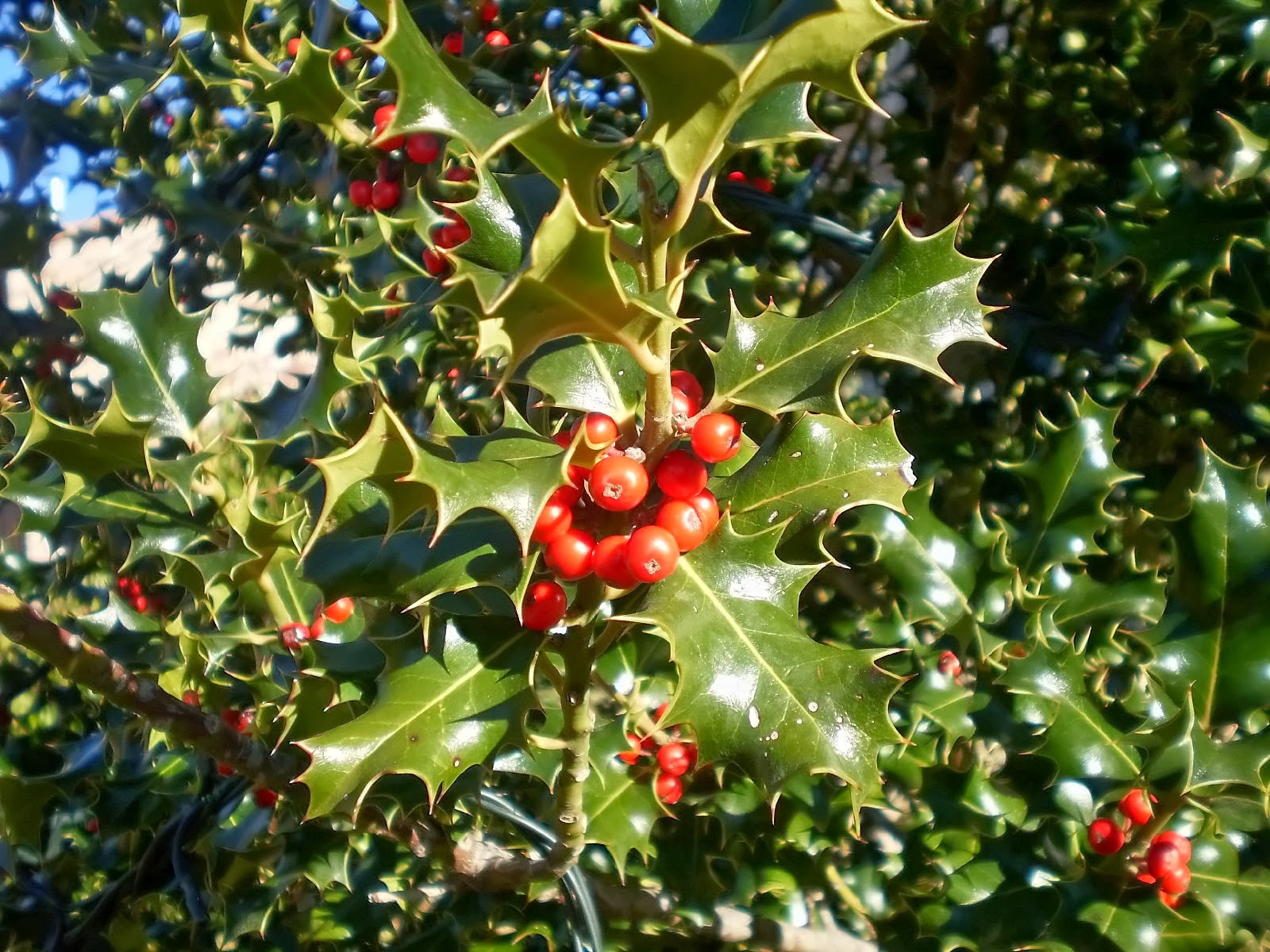 NATURA VIVA: GRÈVOL O BOIX GRÈVOL