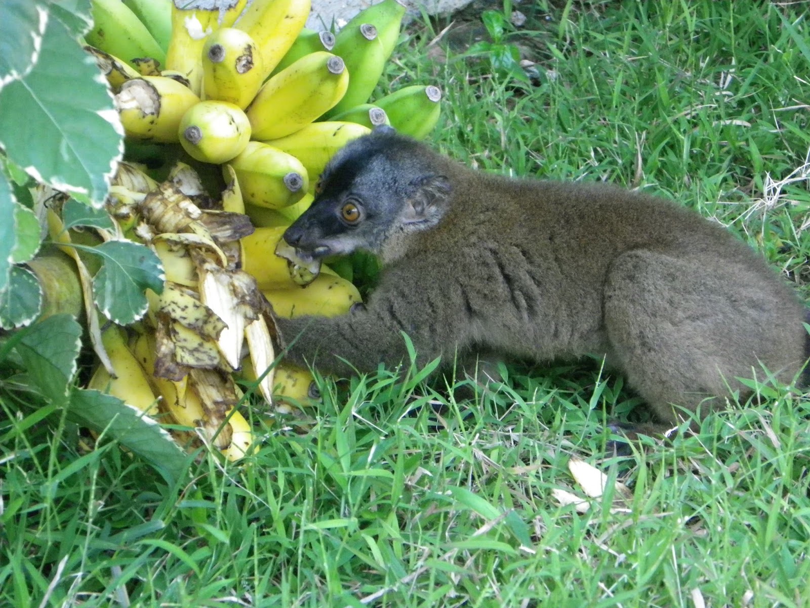 Ecole de l'hôpital d'enfants de Saint Denis (974): Dans la jungle de ...