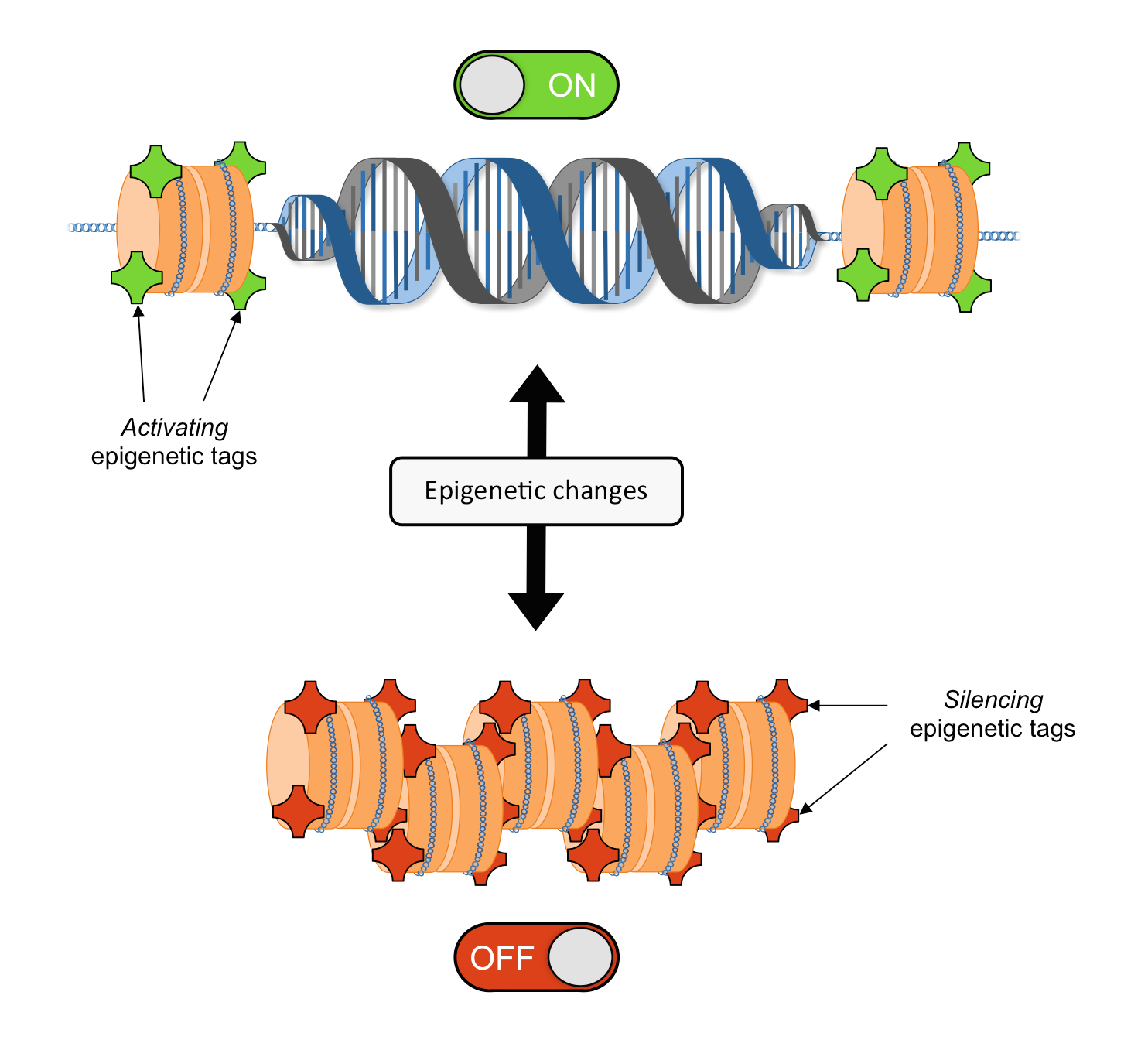 Forty-Four and Two: Context and architecture: Complexities of the genome
