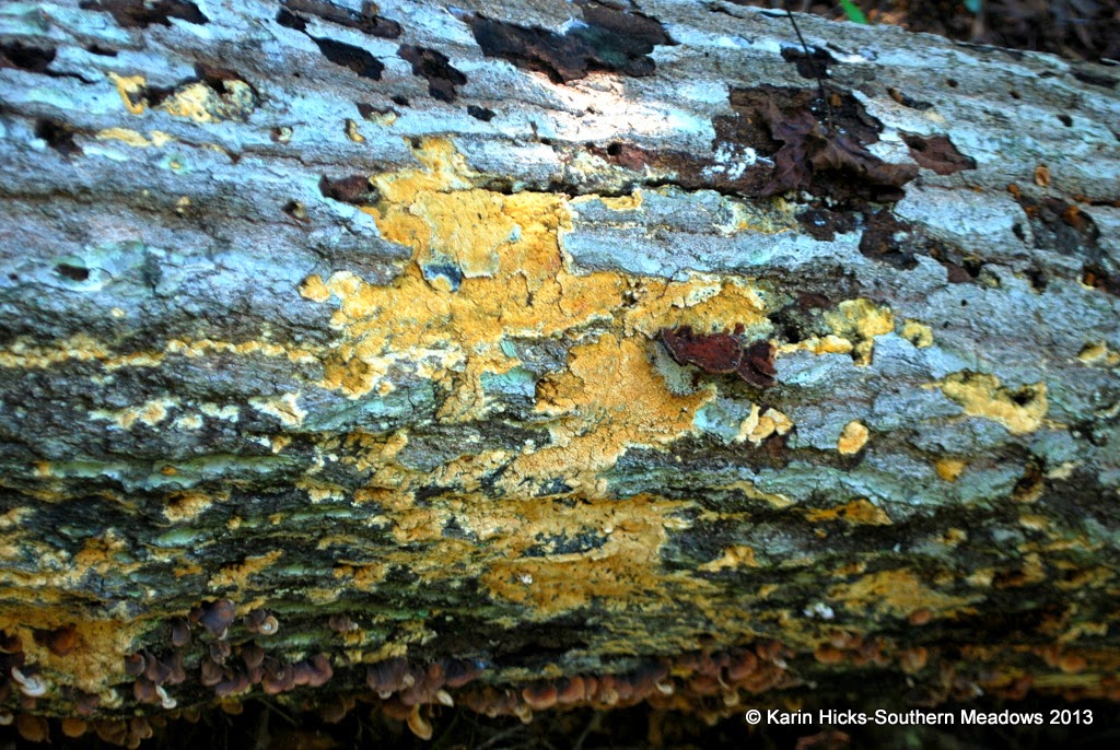 The Beauty of Dead and Decaying Wood